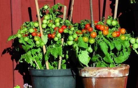 Busktomat tomat frön egen odling tomatfrön fröe.. | Köp på Tradera ...