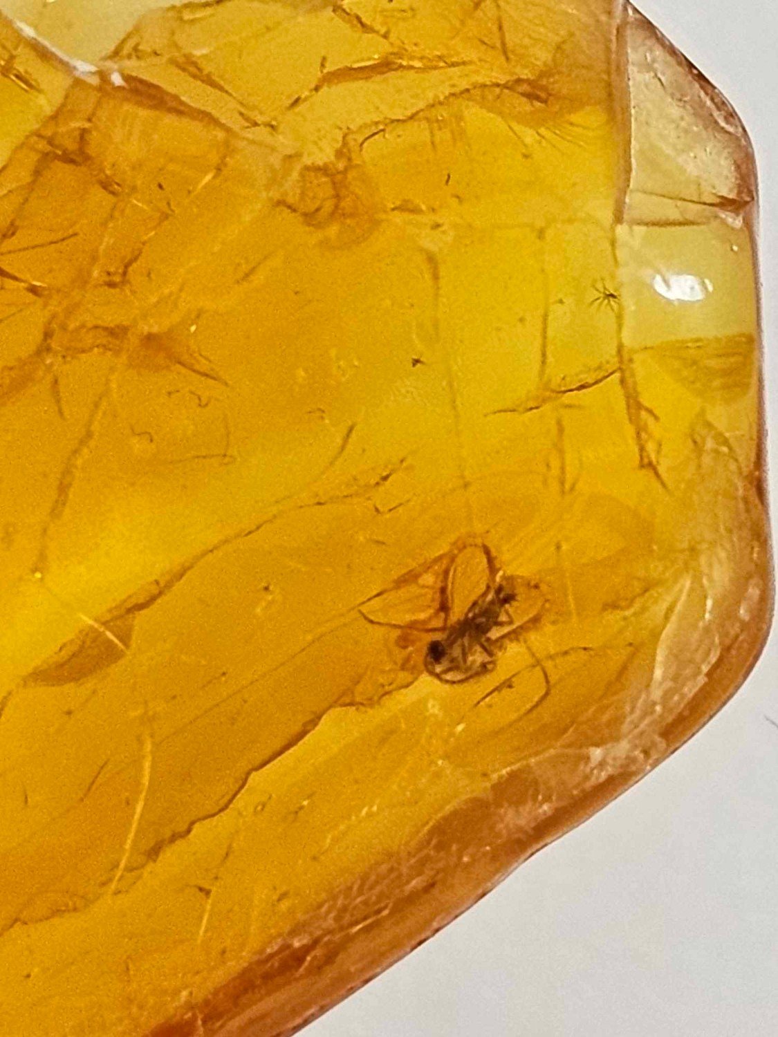 Unik bärnsten med insekt | Köp på Tradera (657594882)