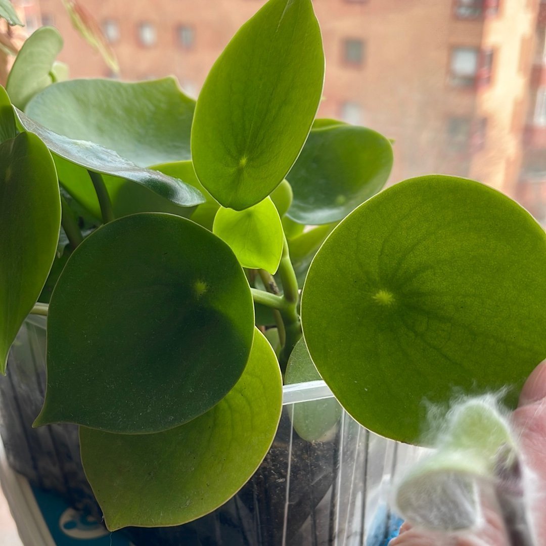 Sköldpeperomia, Peperomia polybotrya "Raindrop” | Köp på Tradera ...