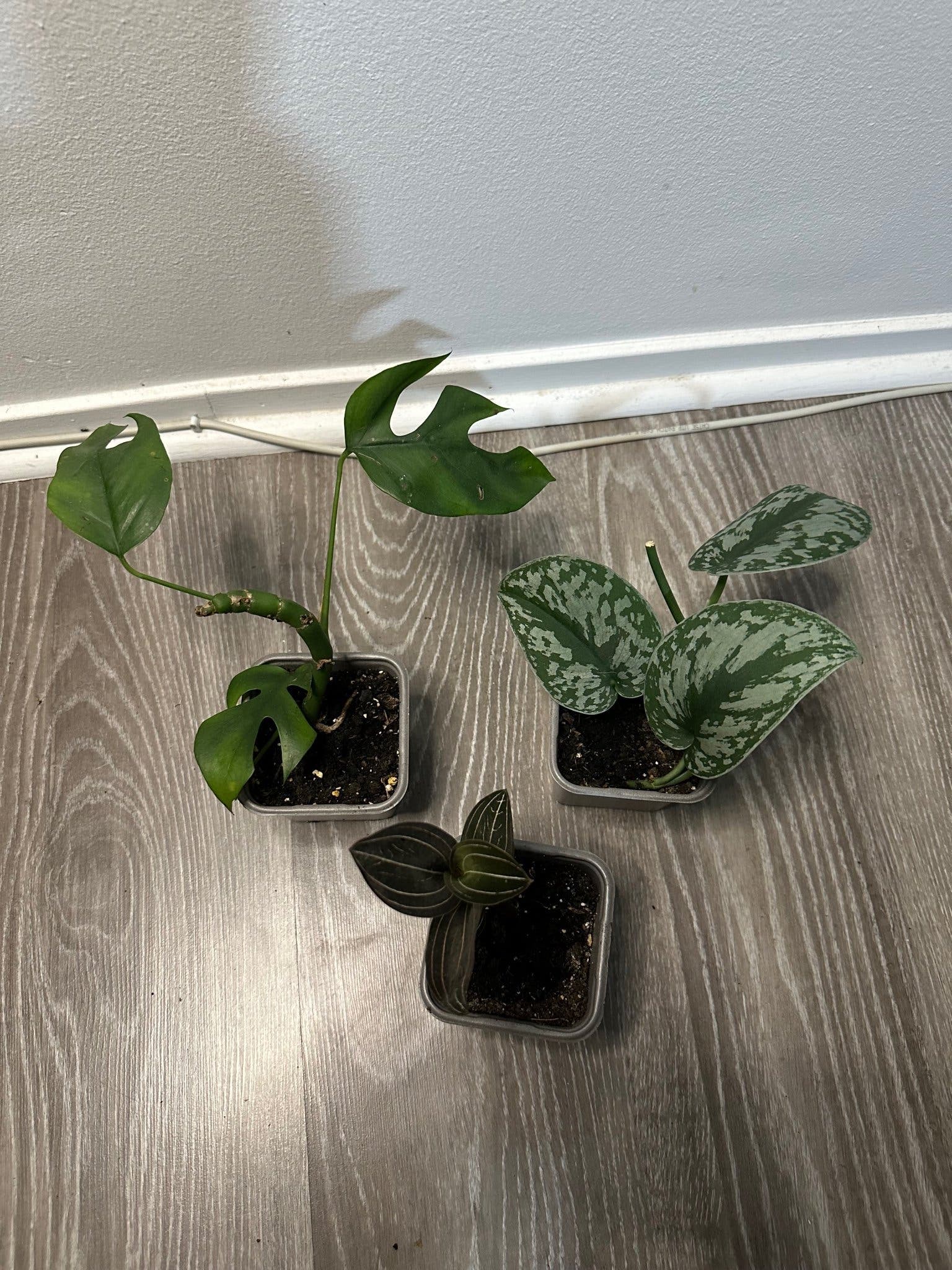 Se produkter som liknar Mini Monstera, Scindapsus Pic.. på Tradera ...