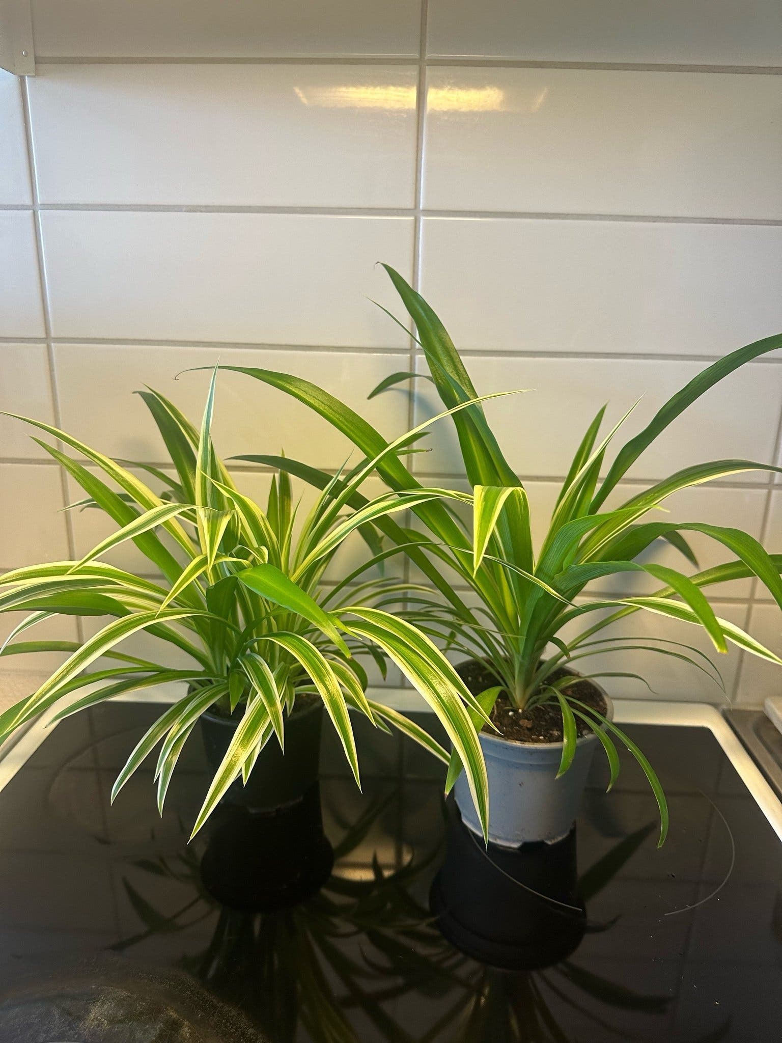 Se produkter som liknar Ampellilja sticklingar(Varieg.. på Tradera ...