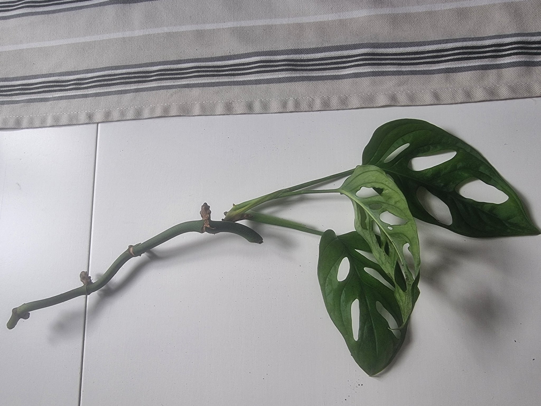 Monstera Adansonii Stickling | Köp på Tradera (697688995)