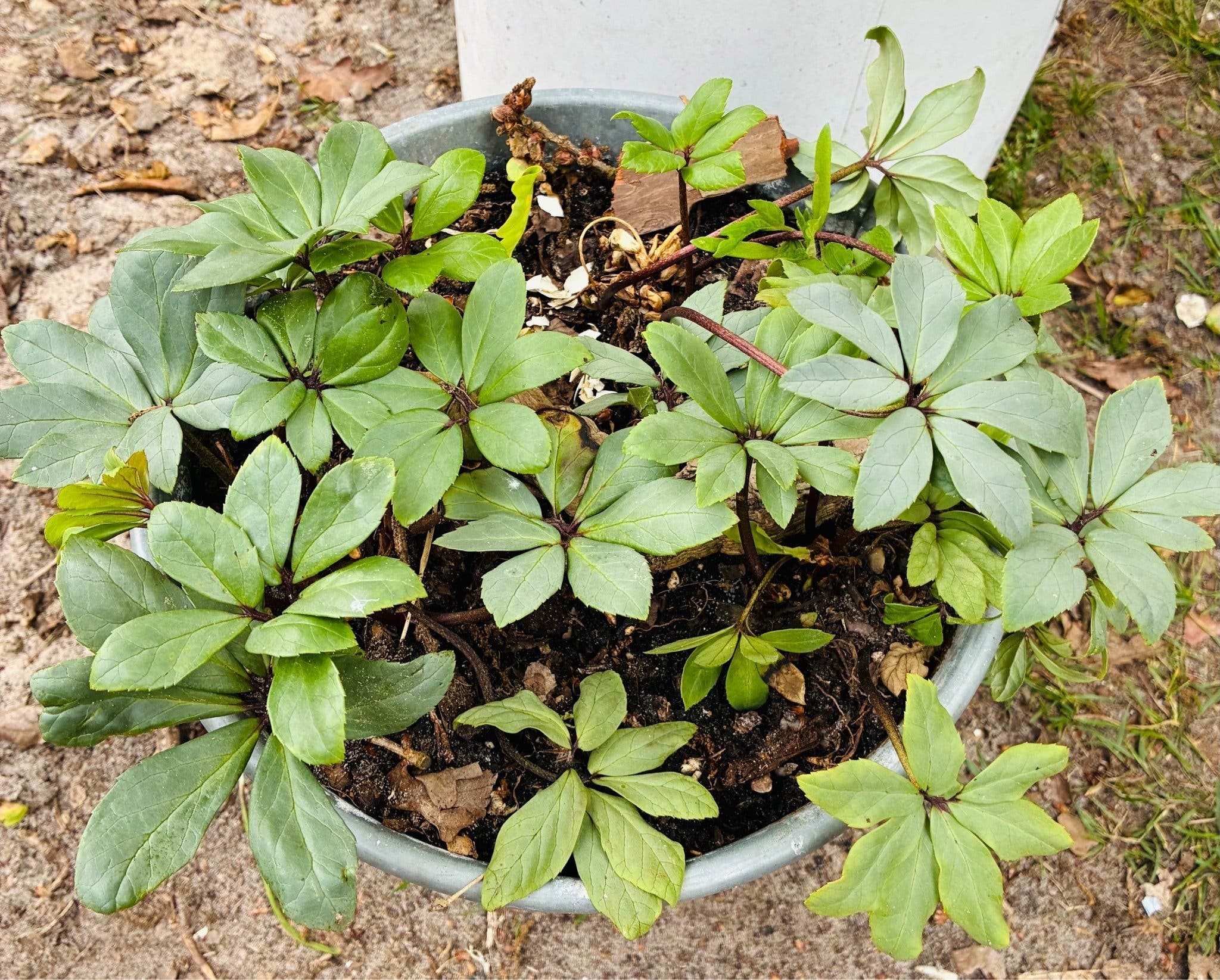 Julros, Helleborus 3 st plantor | Köp på Tradera (736727463)