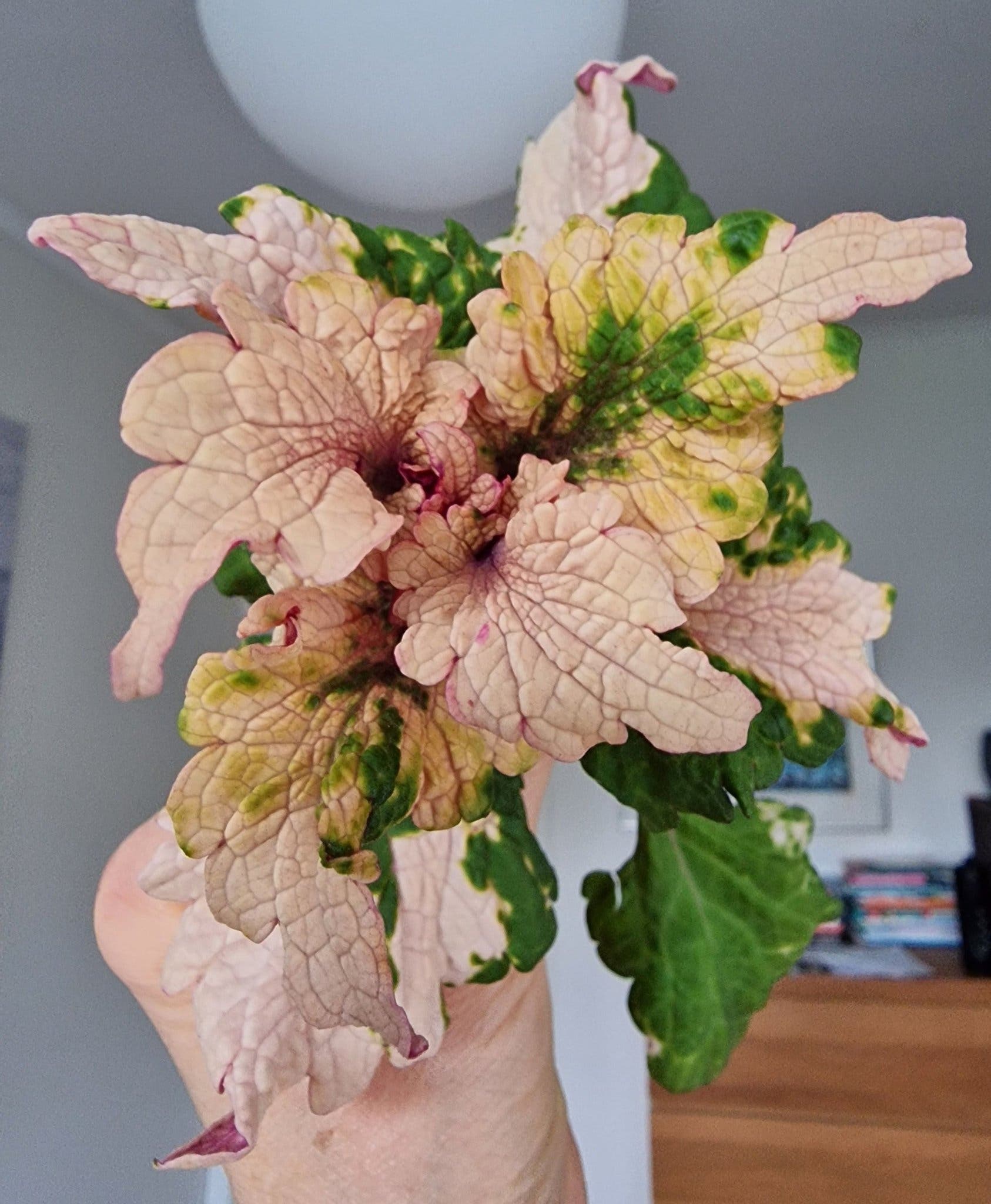 Rotad stickling av palettblad coleus VILLEMOS F.. | Köp på Tradera ...