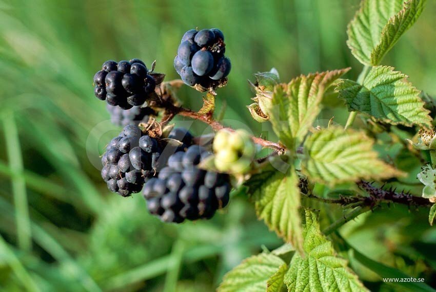 Salmbär Blåhallon minst 10 rotskott!! (407099186) ᐈ Köp på Tradera