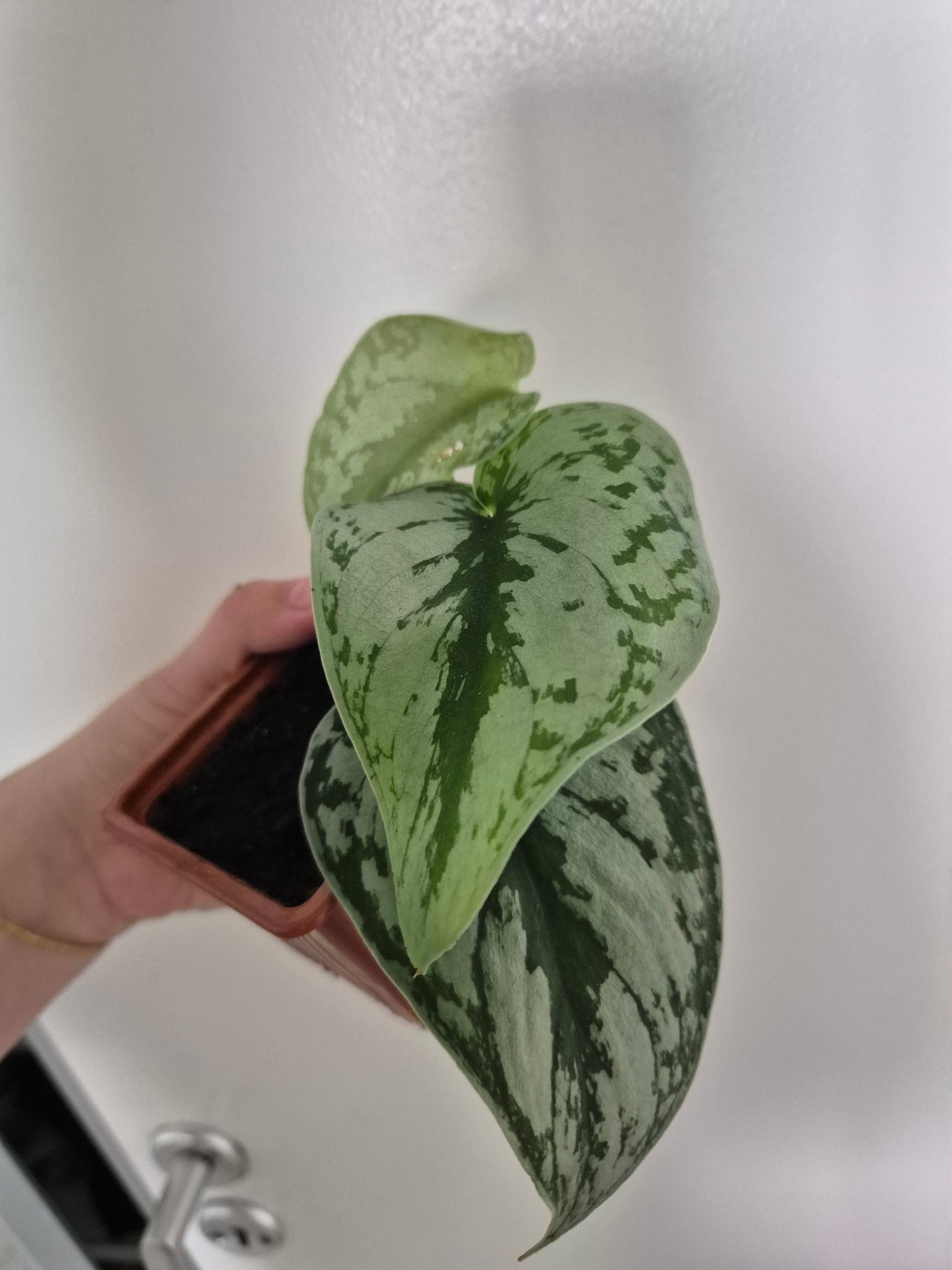 Scindapsus Pictus 'Exotica' stickling | Köp på Tradera (735546119)