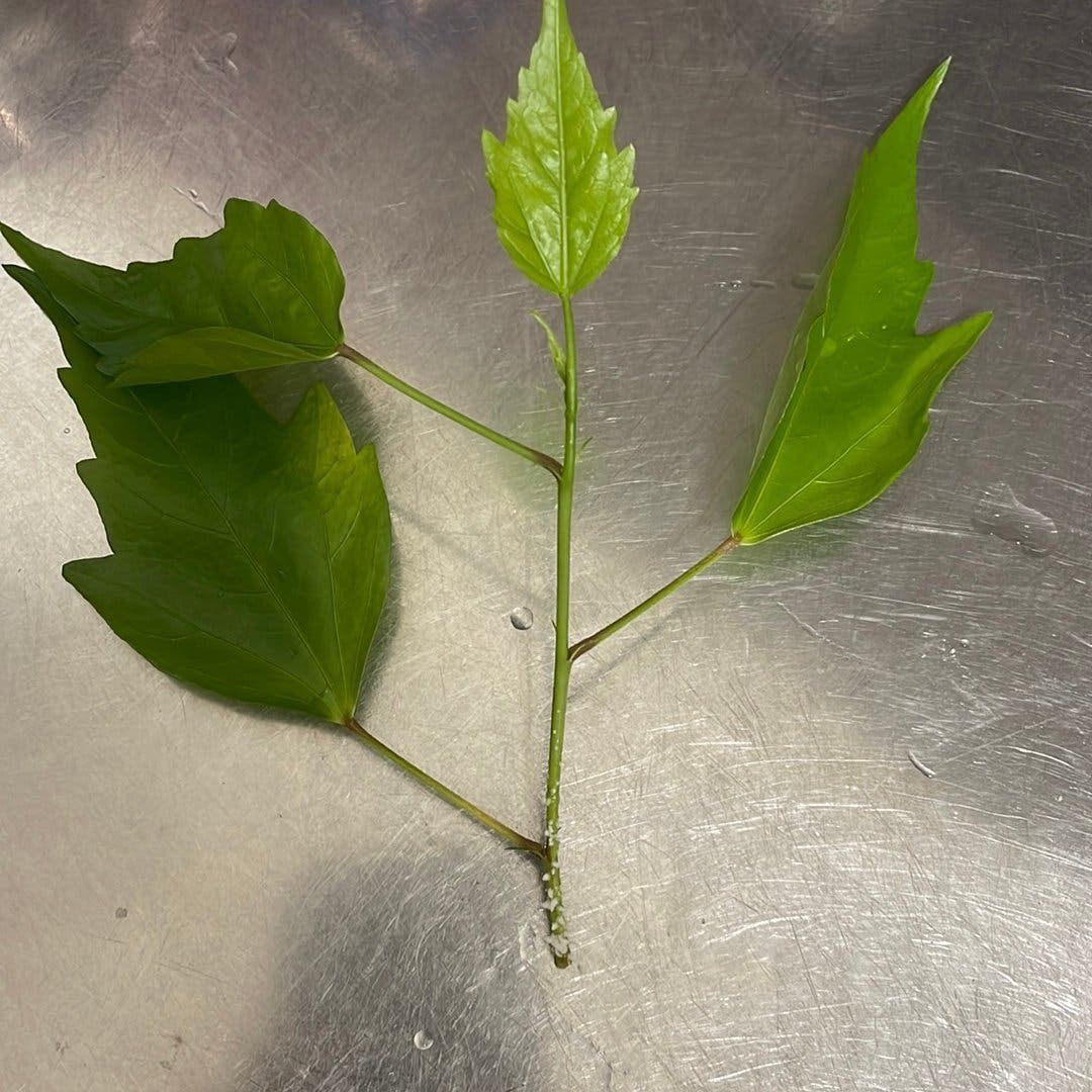 Hibiskus stickling, röda blommor | Köp på Tradera (708372943)