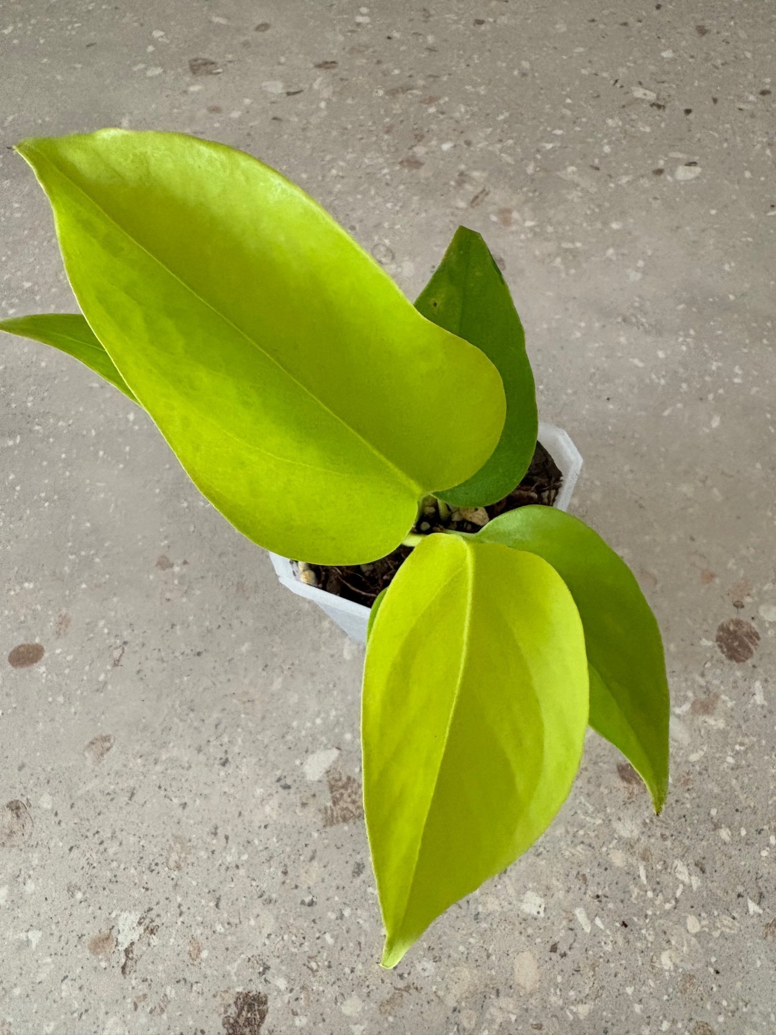 Epipremnum Aureum ’Neon’ (Nr 240) | Köp på Tradera (734771611)