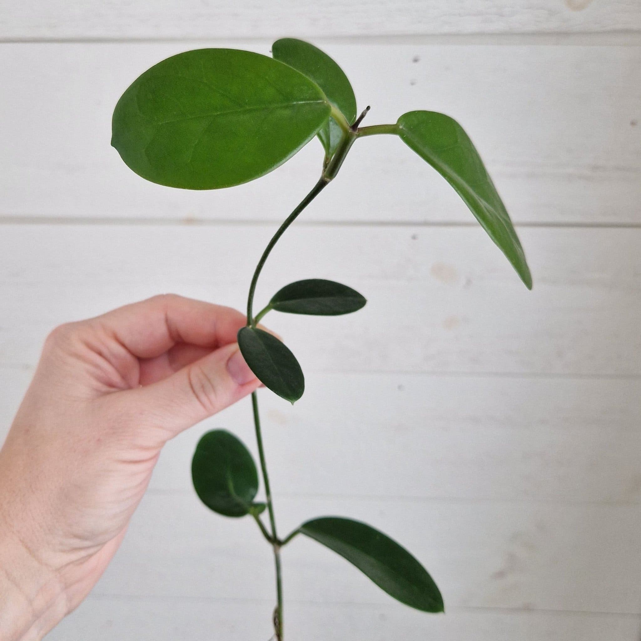 Hoya Australis "porslinsblomma" stickling 30 cm | Köp på Tradera ...