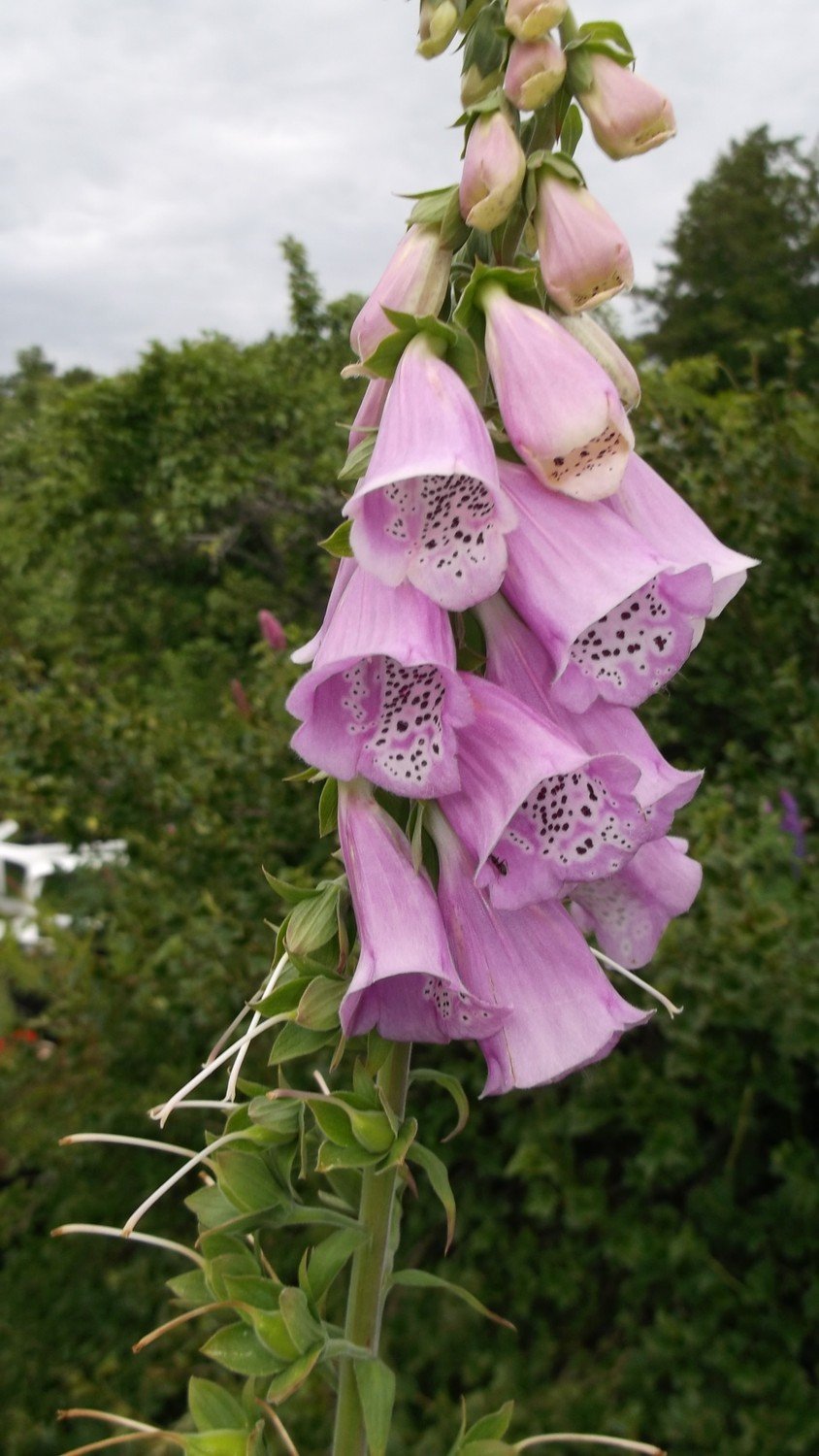 Fingerborgsblomma Ljus Rosa 60 Frön | Köp på Tradera (675844007)
