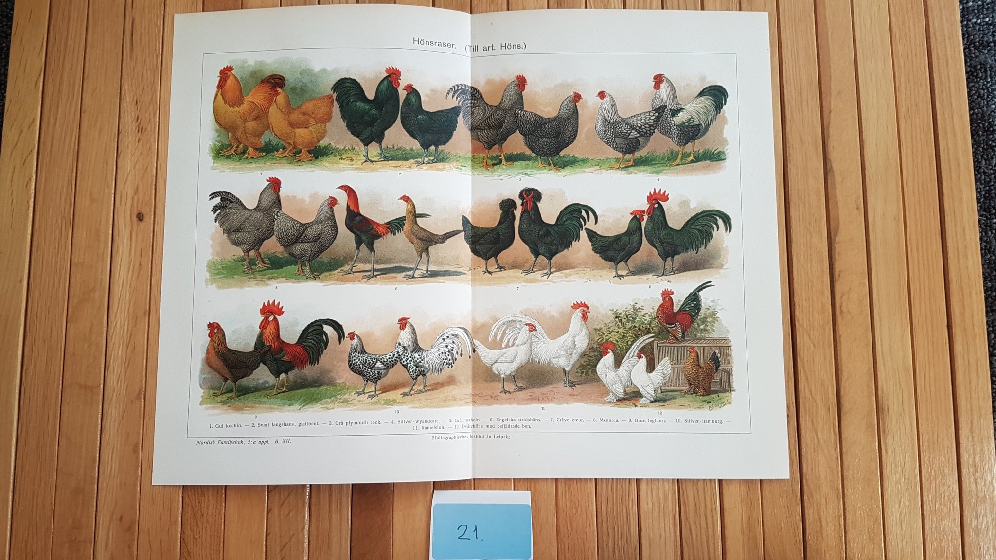 Hönsraser Höna Tupp Gul Kochin Engelska Stridsh.. (403095433) ᐈ Köp på ...