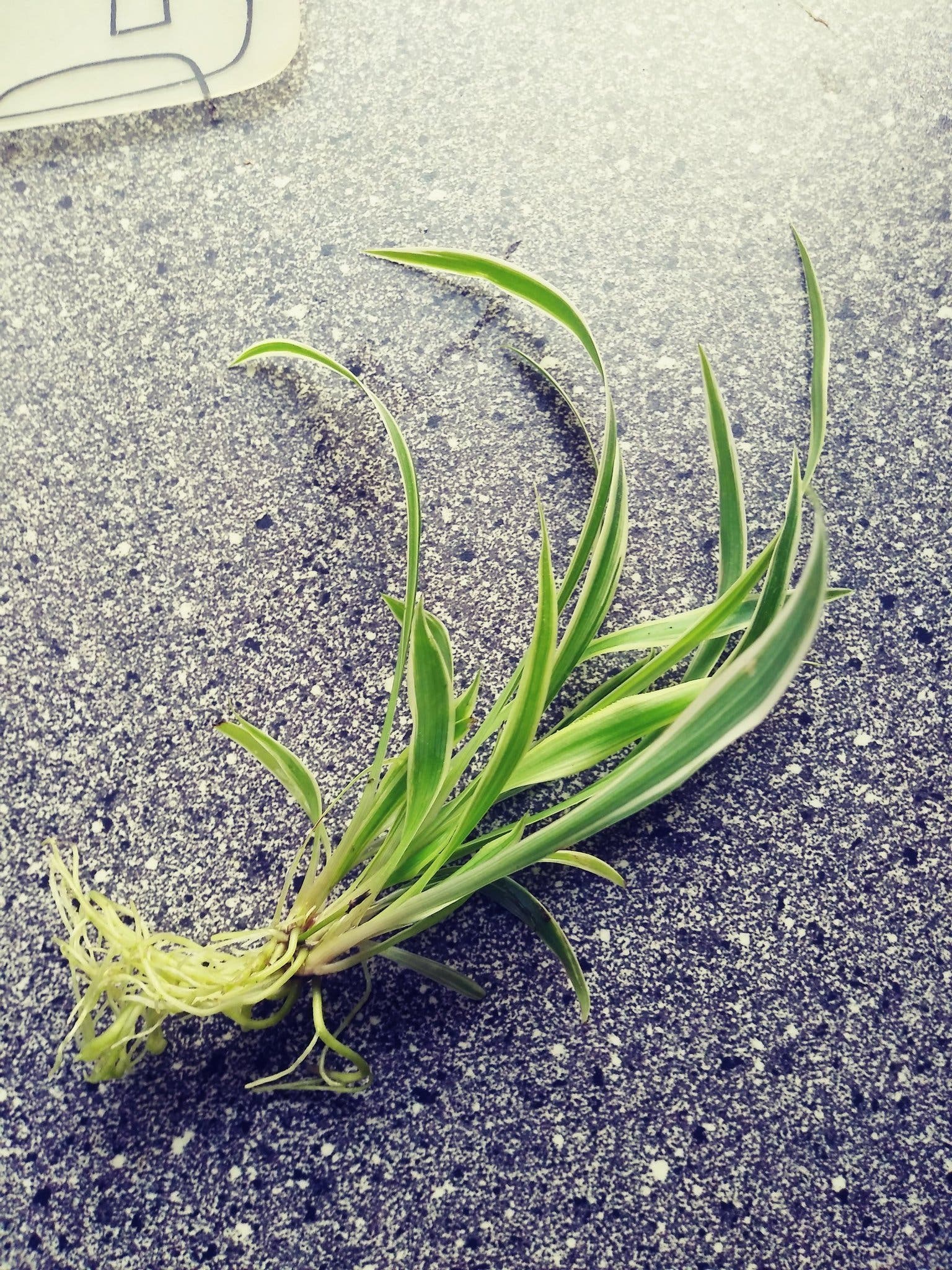 Se produkter som liknar ampellilja - Planta - med grö.. på Tradera ...