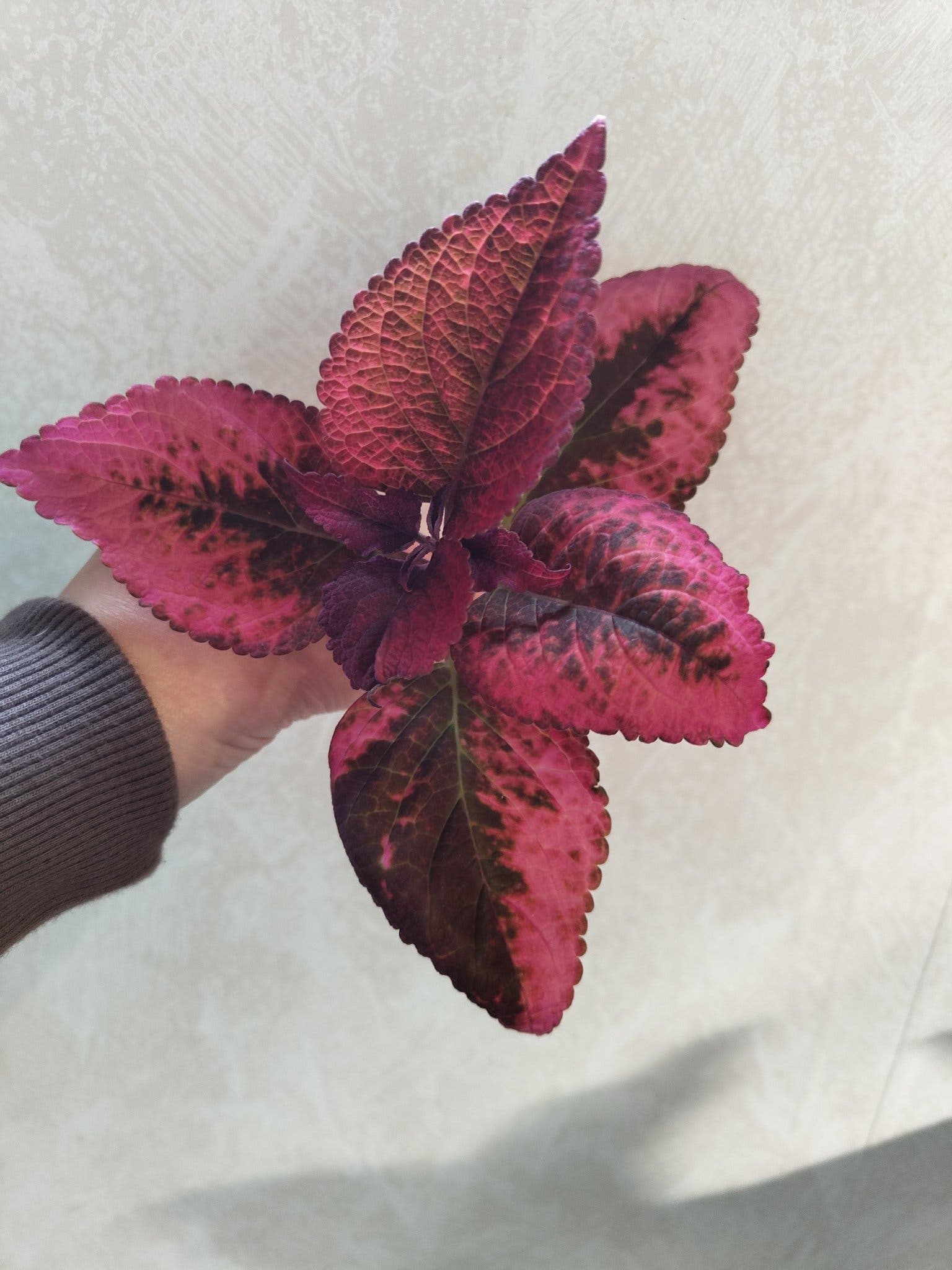 Mariposa / Palettblad / Coleus / Stickling | Köp på Tradera (635846605)