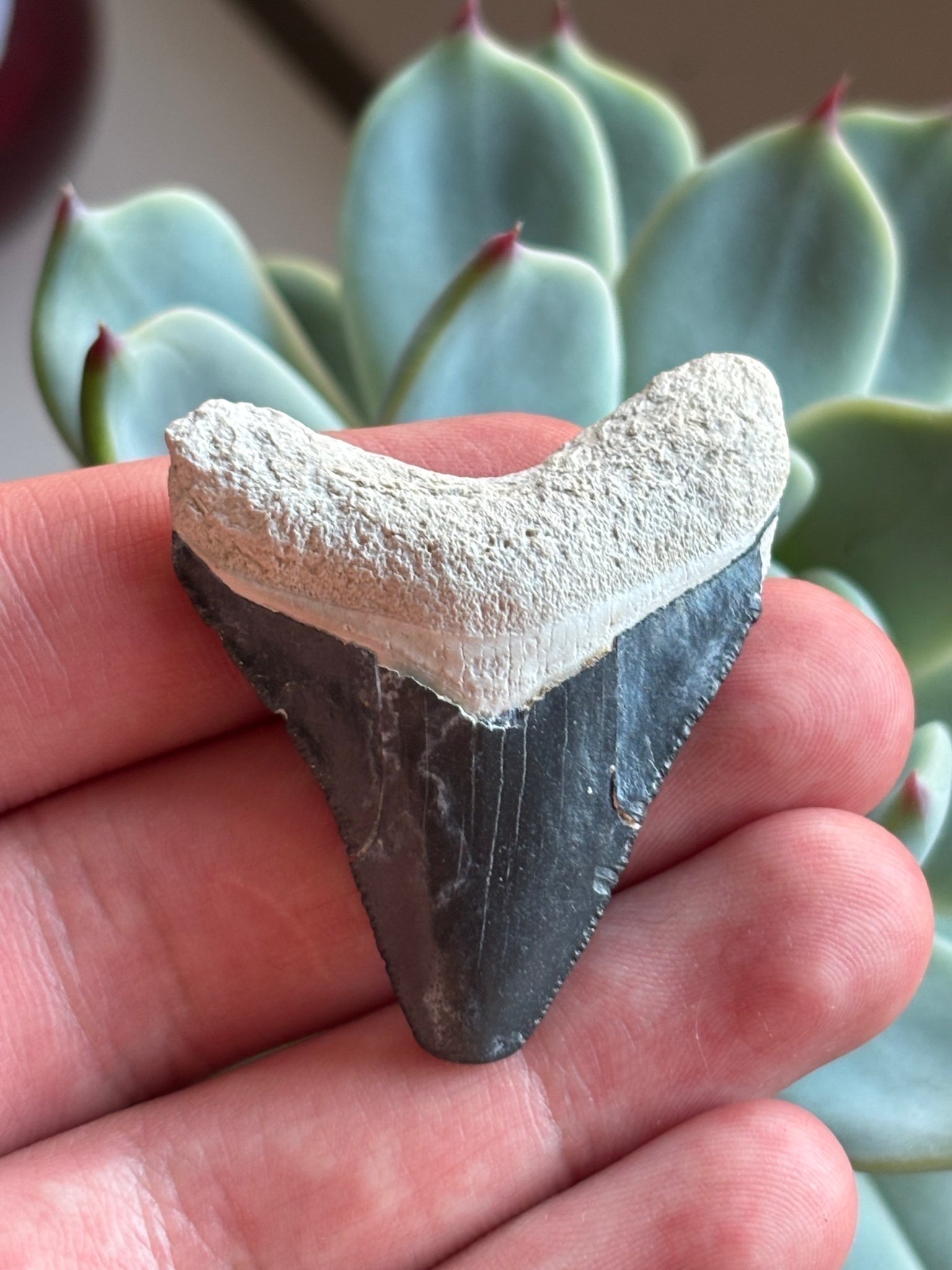 Sällsynt Megalodon-tand från Florida – Vit rot,.. | Köp på Tradera ...