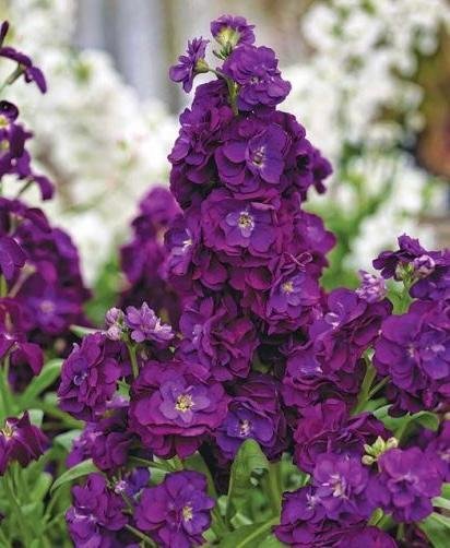 Lövkoja ’Excelsior Purple’ fin.. | Köp från Frejasfröer på Tradera ...