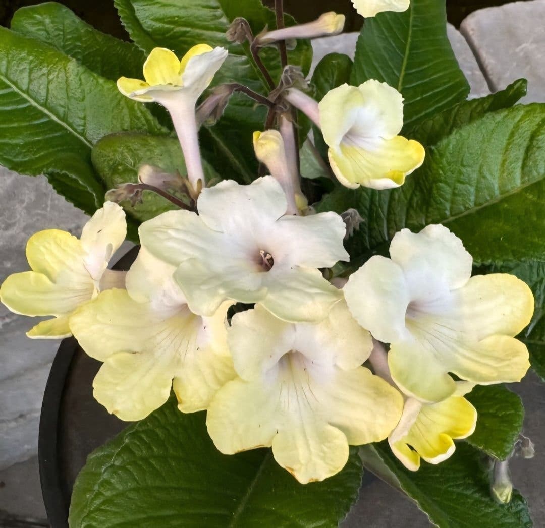 Ovanlig Streptocarpus stickling | Köp på Tradera (679940258)