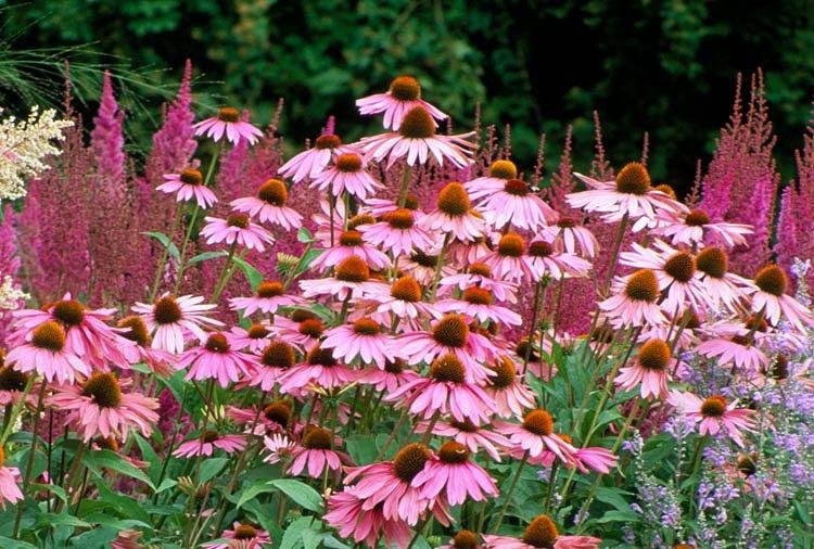 Solhatt - ECHINACEA purpurea.. | Köp från Harbackskajen på Tradera ...
