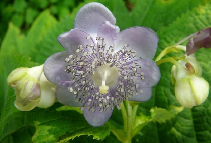 Se produkter som liknar Deinanthe caerulea 'Blue Wond.. på Tradera ...