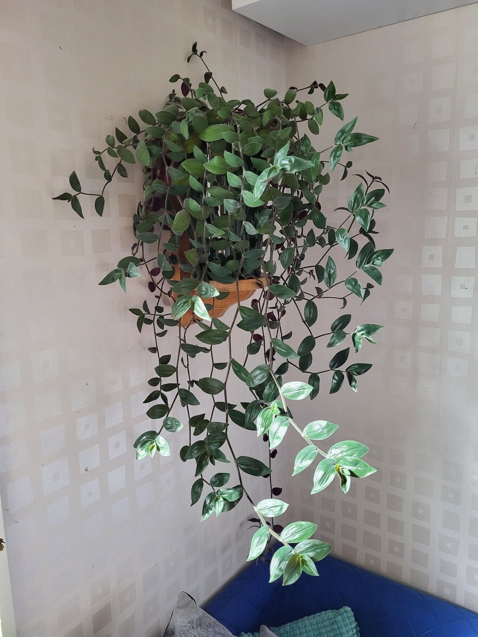 Tradescantia 'Baby bunny bellies' 2 rotade stic.. | Köp på Tradera ...