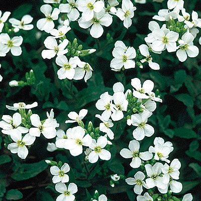 Arabis caucasica compacta 'Snowball' - Fagertrav | Köp på Tradera ...