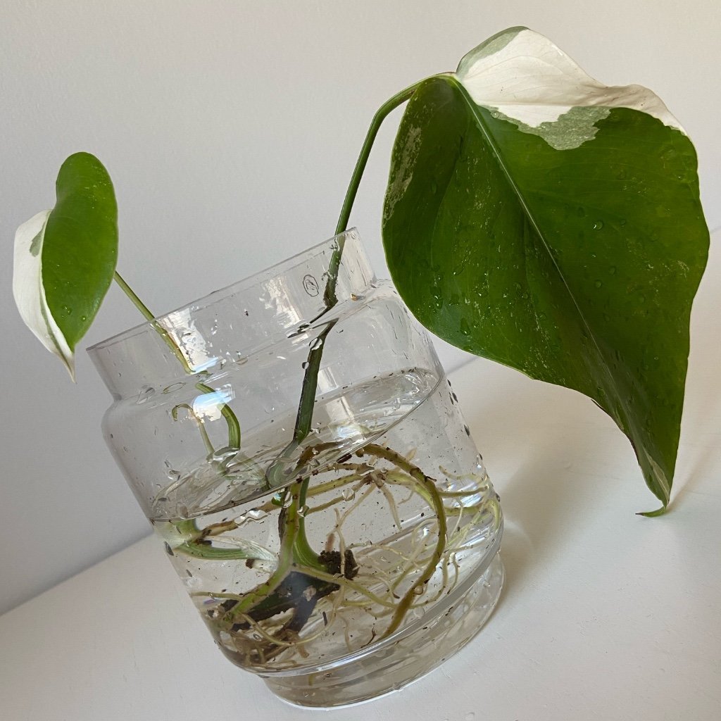 Monstera variegata stickling | Köp på Tradera (633538906)