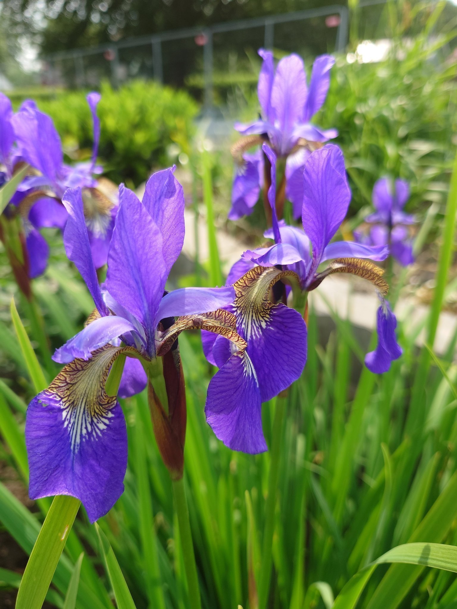 Sibirisk iris (Iris sibirica) 10st små plantor | Köp på Tradera (734433445)