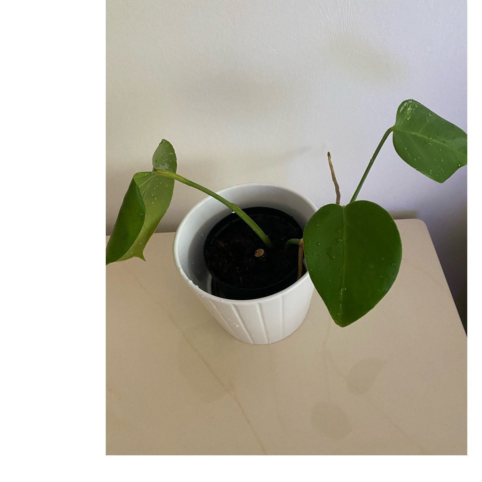 Monstera variegata planta stickling | Köp på Tradera (636947297)