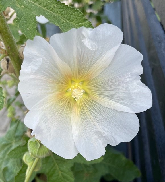 Se produkter som liknar Stockros vit 20 frön mormorsb.. på Tradera ...