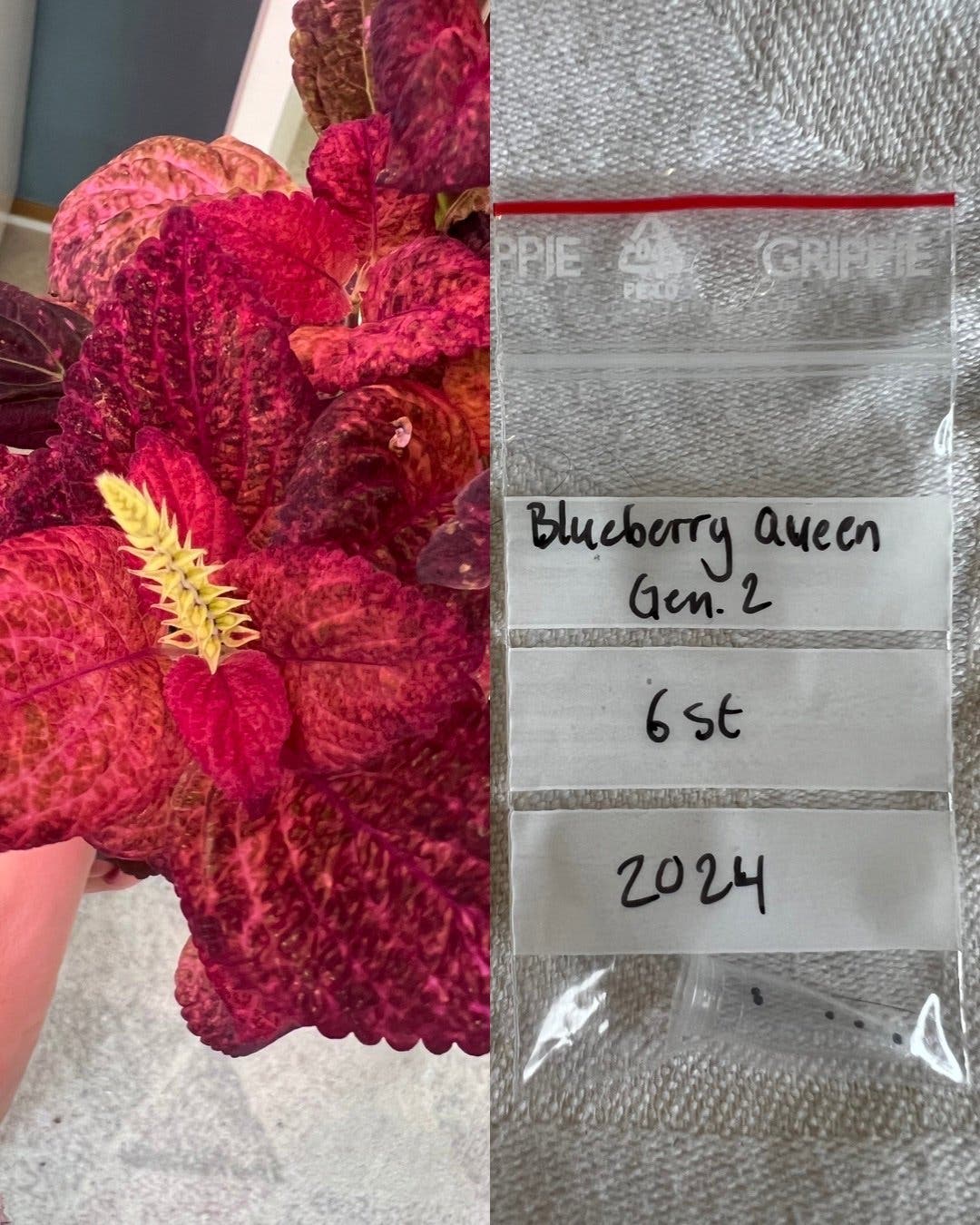 PALETTBLADSFRÖN, BLUEBERRY QUEEN GEN2 | Köp på Tradera (649180840)