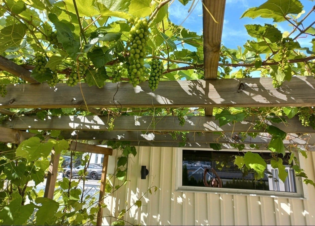 Vinranka planta stickling Zilga | Köp på Tradera (686108579)