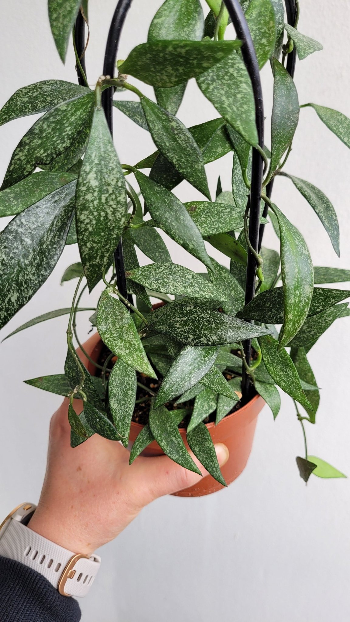 Hoya PARVIFOLIA SPLASH | Köp på Tradera (598288993)