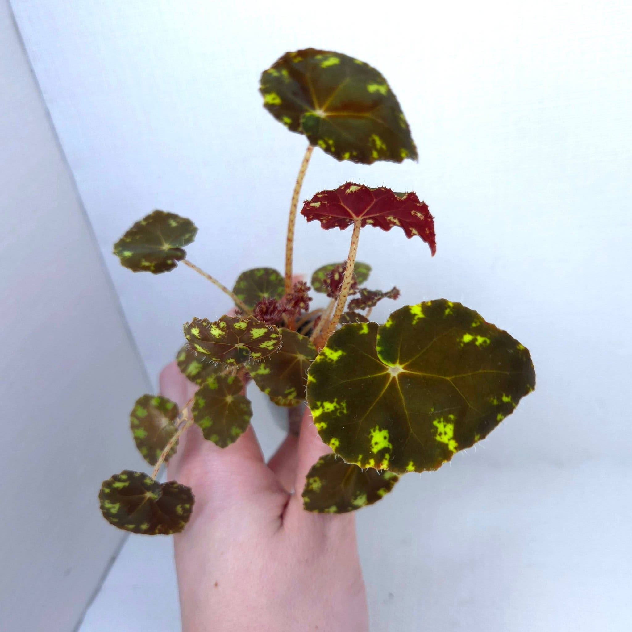 Begonia rex 'Tiger Paws' - Liten planta #5 | Köp på Tradera (649912342)