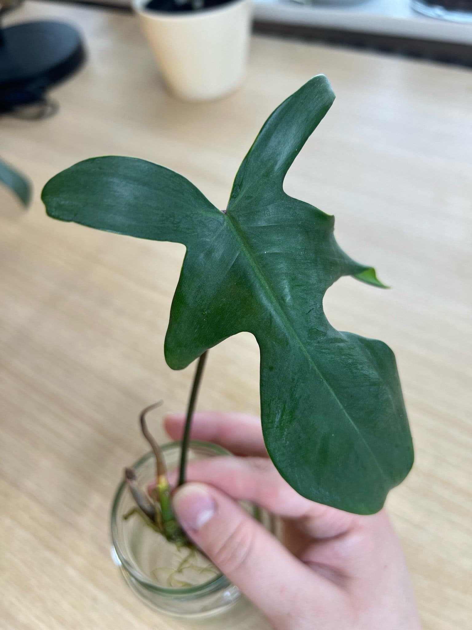 Philodendron Florida green stickling | Köp på Tradera (665830529)