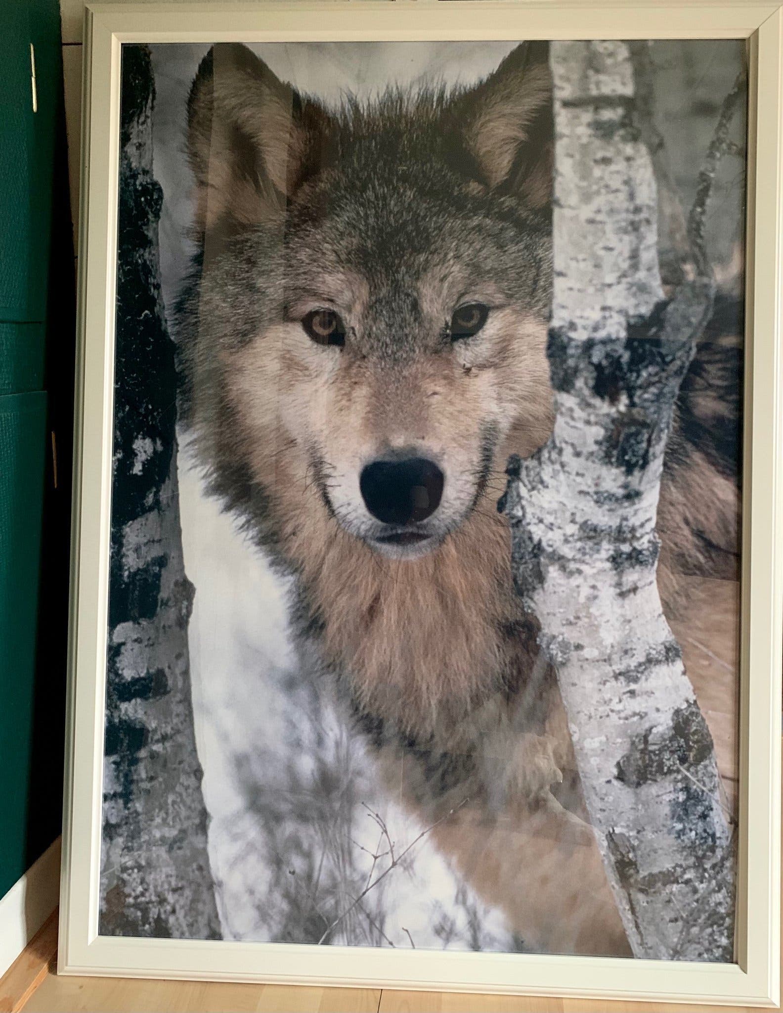Se produkter som liknar Varg Poster på Tradera (701802843)