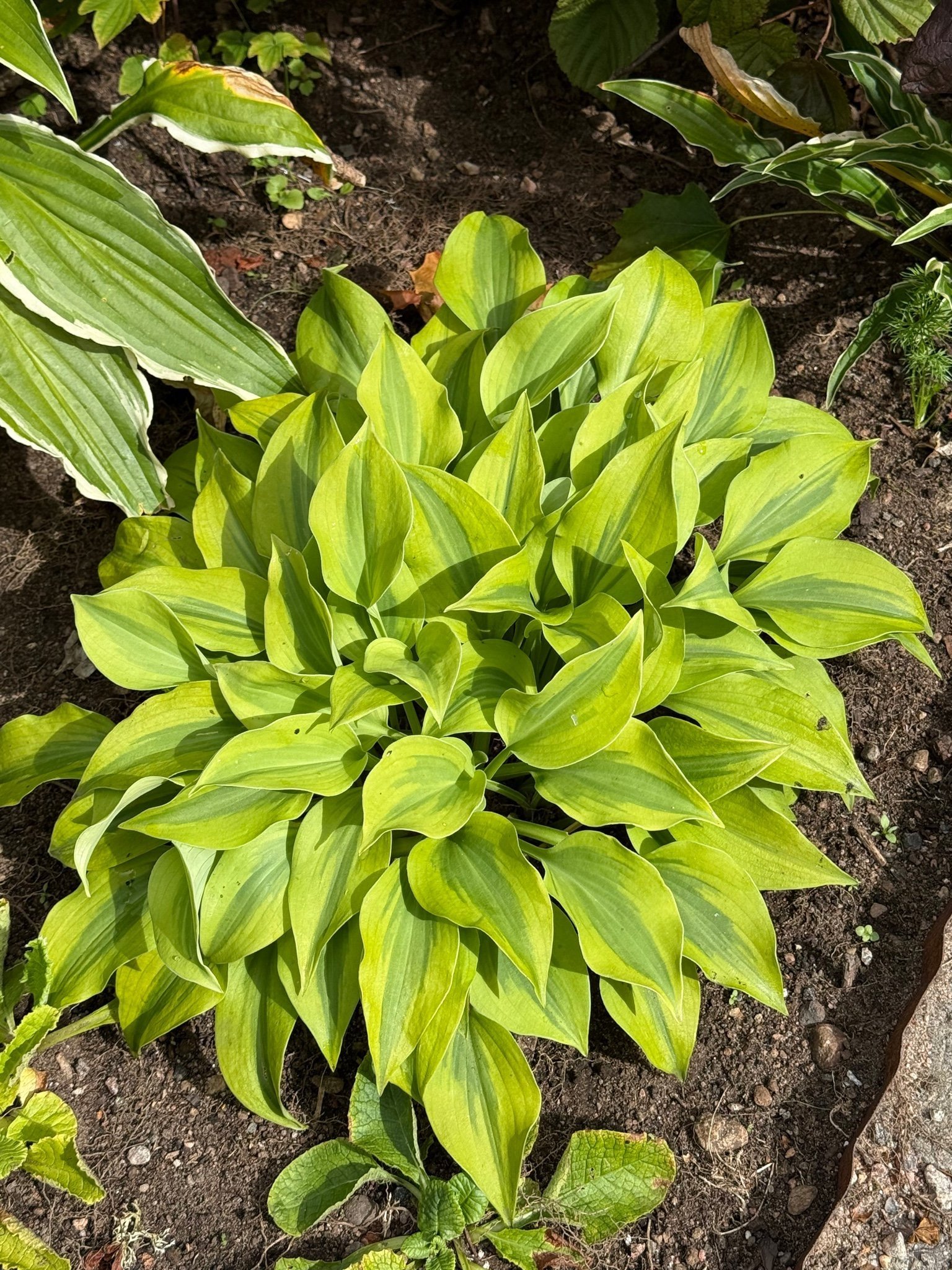 HOSTA. Luna Moth | Köp på Tradera (692052367)