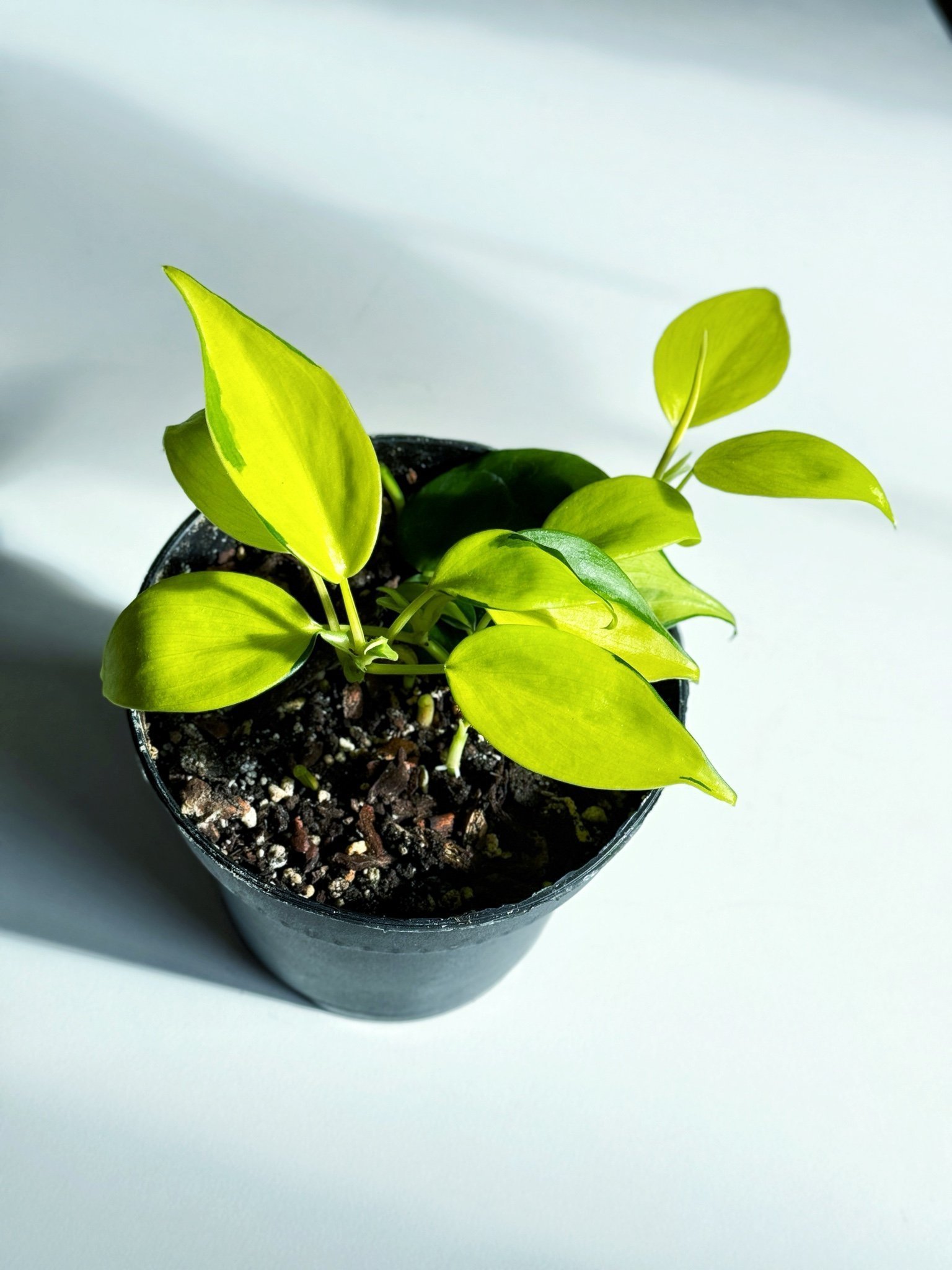 Philodendron ” BRASIL ” Hel planta (Pothos, Gul.. | Köp på Tradera ...
