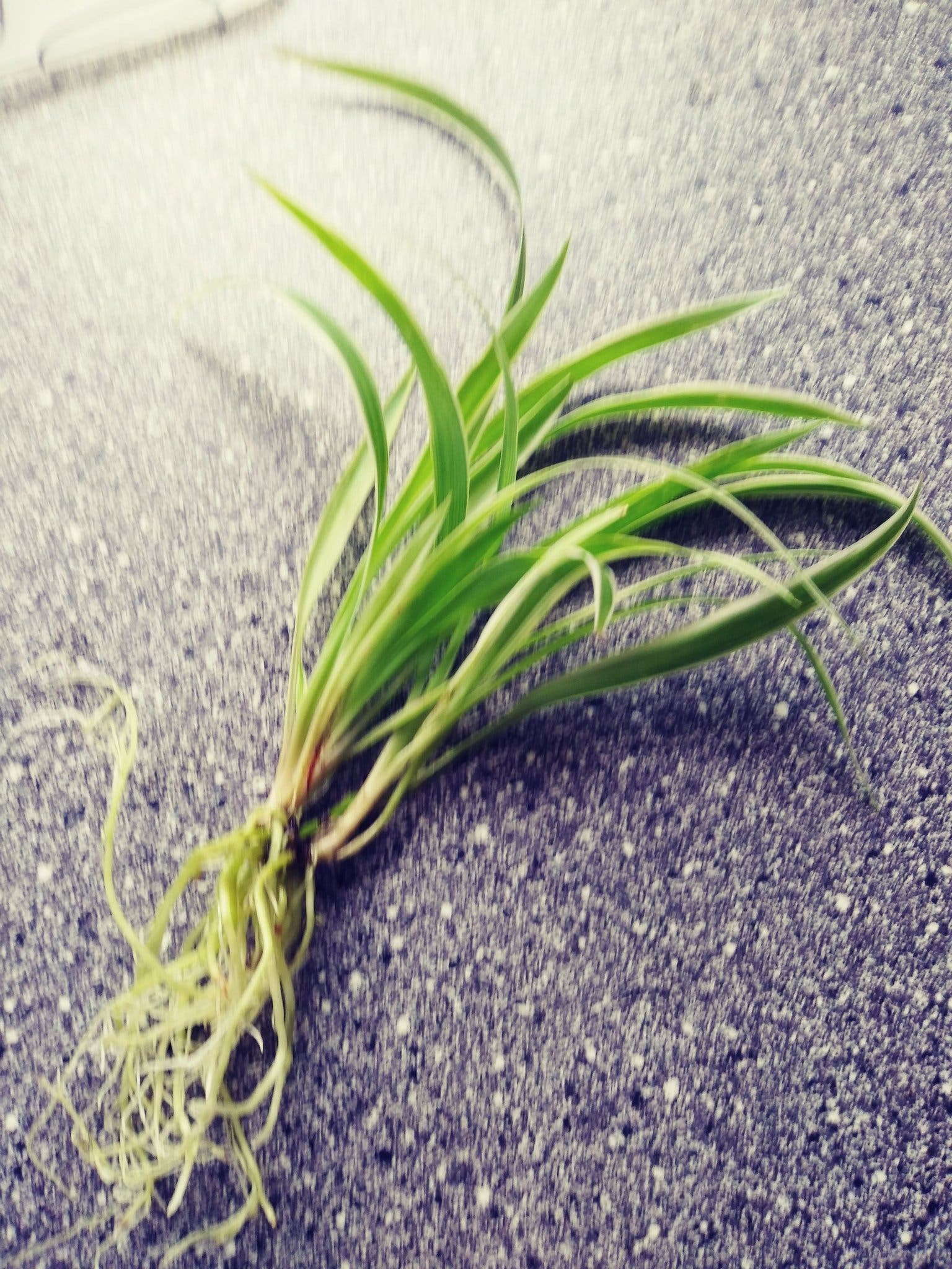 Se produkter som liknar ampellilja - Planta - med grö.. på Tradera ...