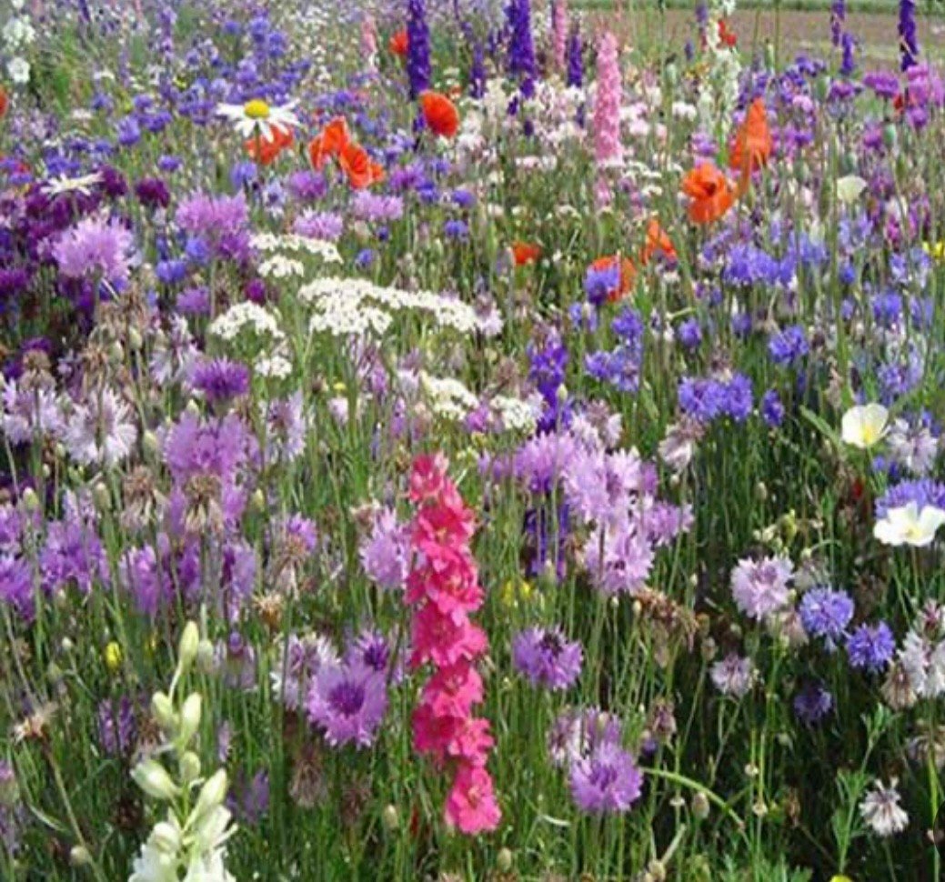 Sommarblommor ’Duet Purple’ li.. | Köp från Frejasfröer på Tradera ...