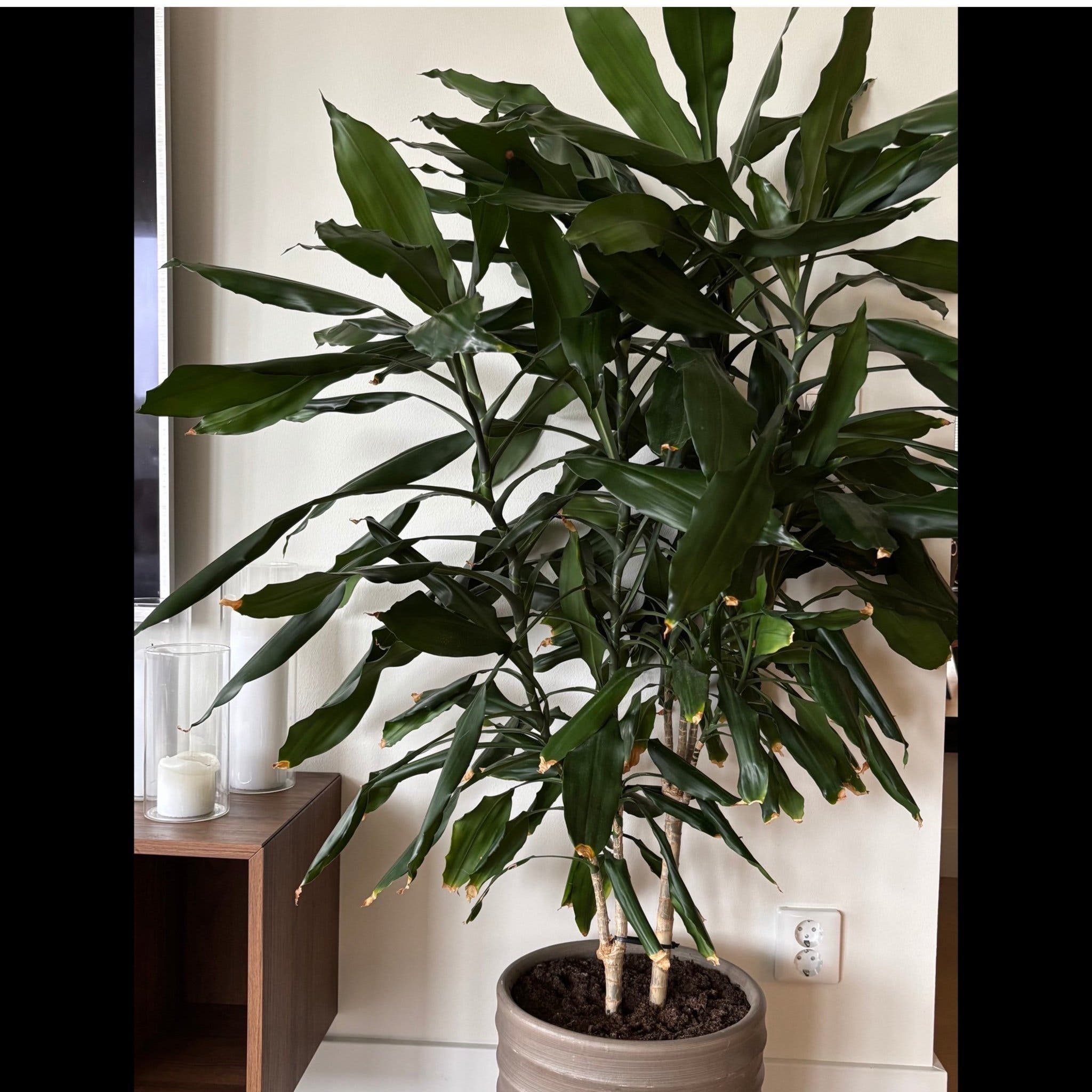 Se produkter som liknar Stickling - Dracaena Janet Cr.. på Tradera ...