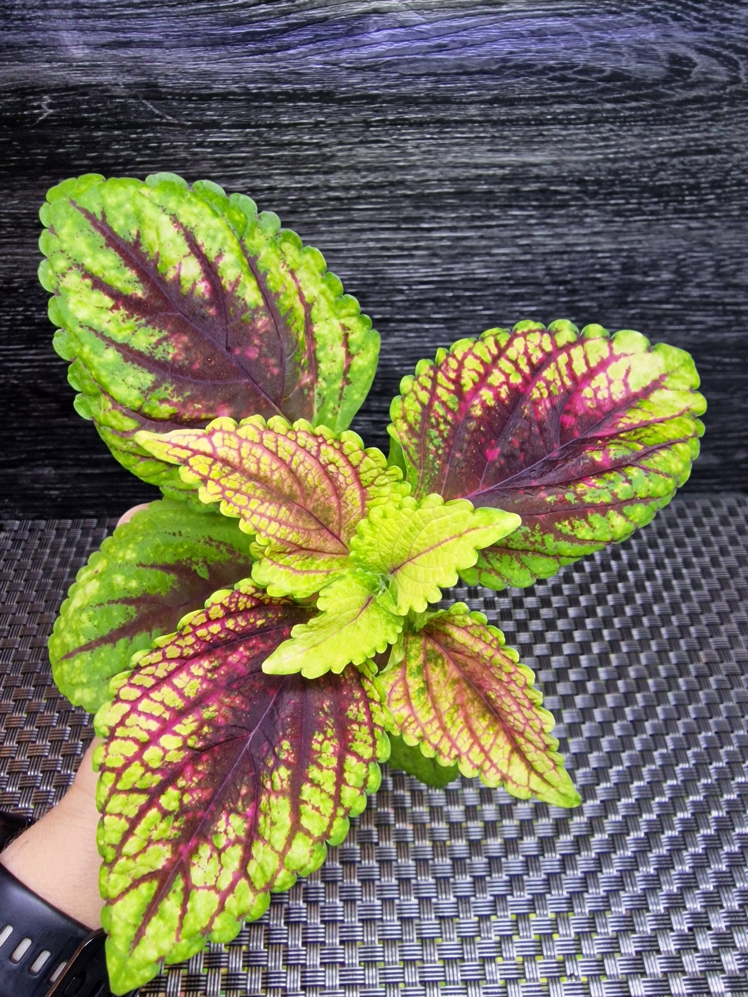 En rotad stickling av palettblad coleus SUMMER .. | Köp på Tradera ...