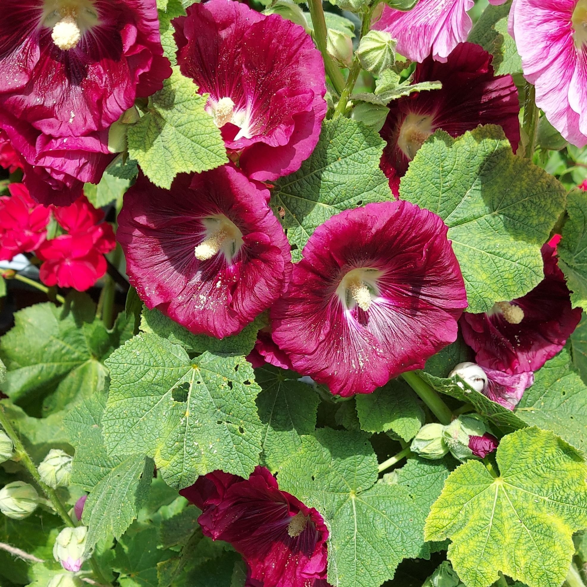 Se produkter som liknar Vacker röd Stockros. Frön frå.. på Tradera ...