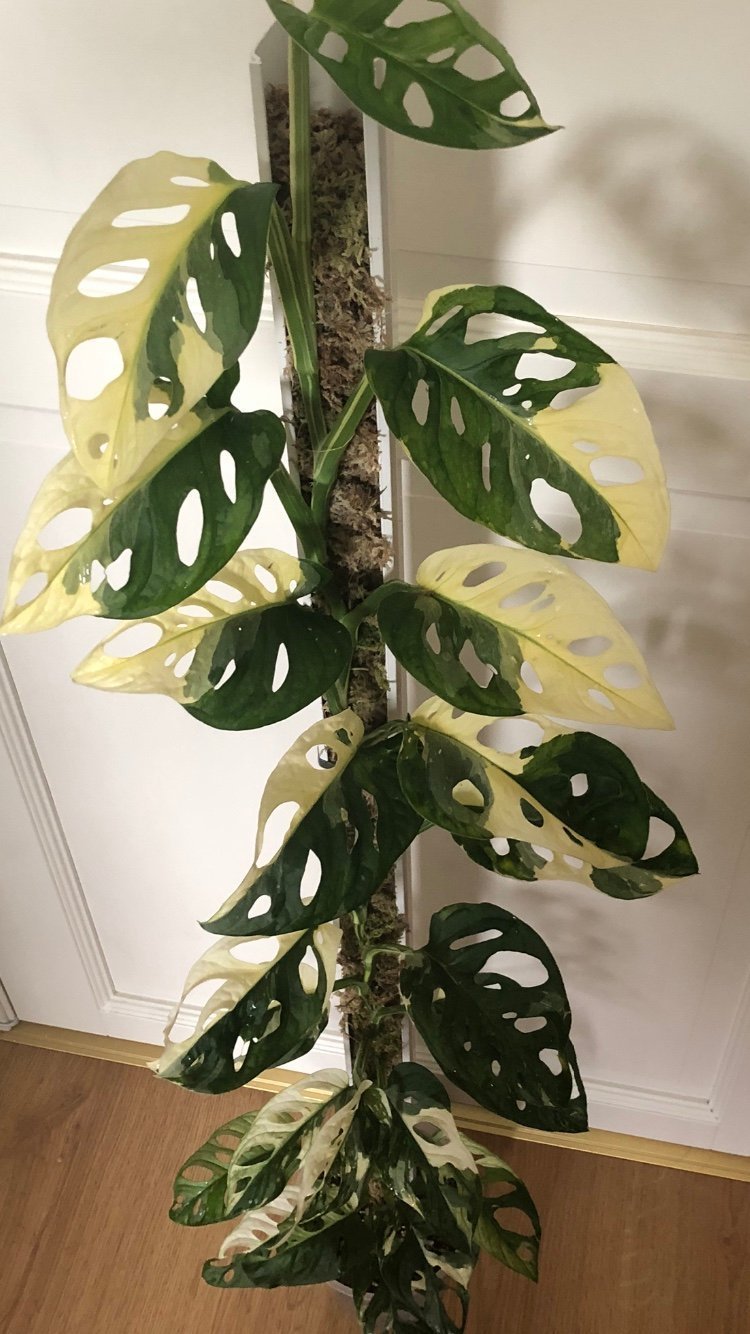 Monstera adansonii Japanese Tricolor | Köp på Tradera (564491055)
