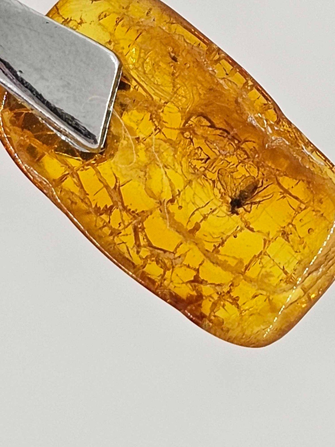 Unik bärnsten med insekt | Köp på Tradera (655313297)