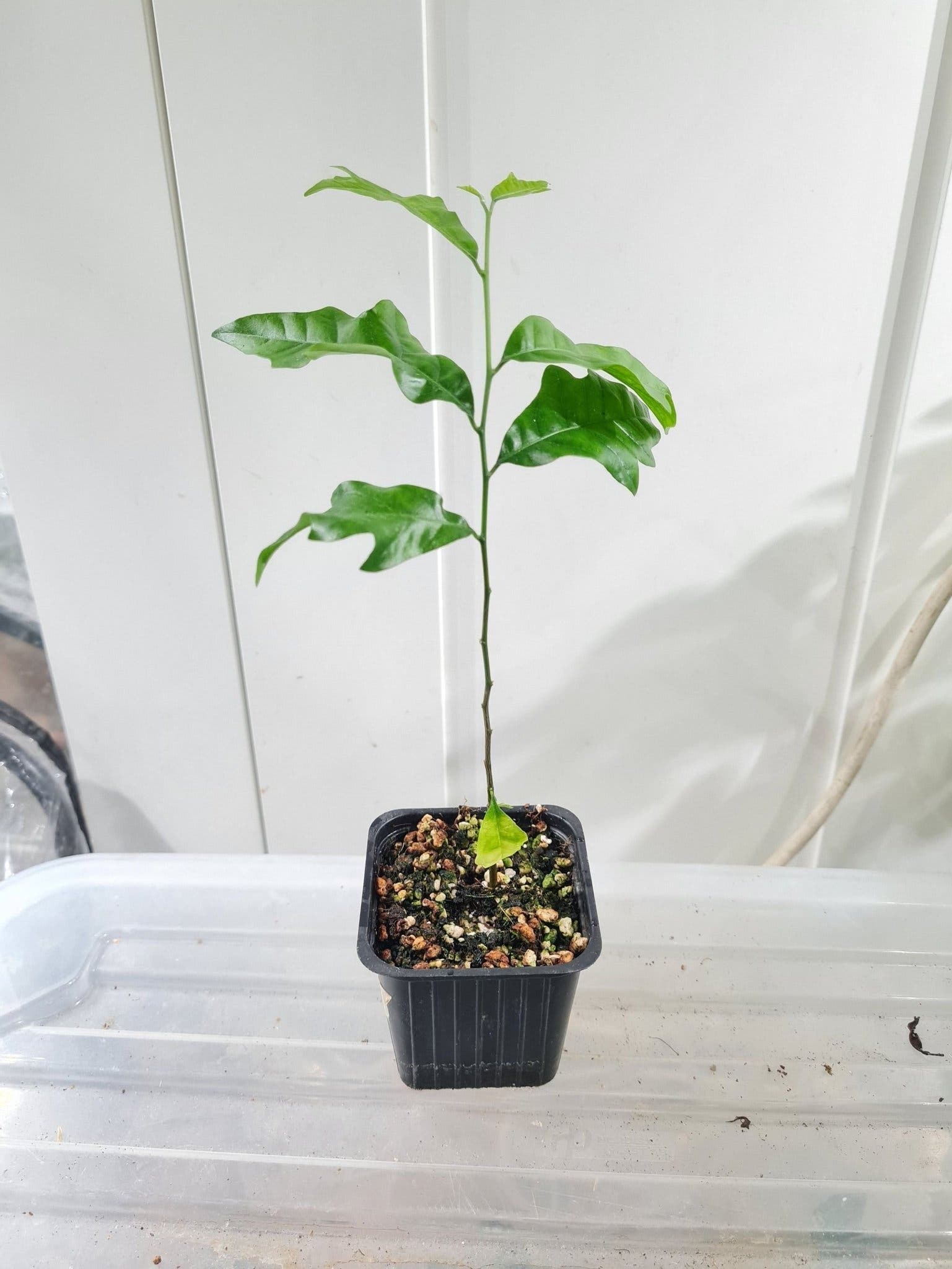 Se produkter som liknar Turraea floribunda seedling på Tradera (648838146)
