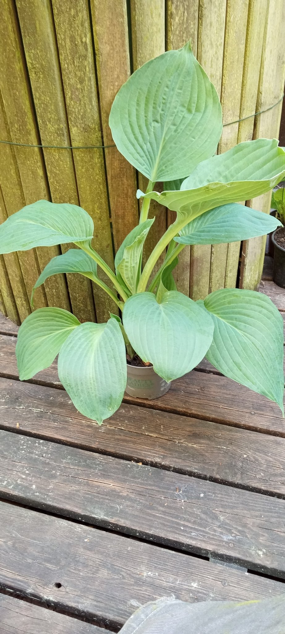 Hosta 'Wide Brim' - Funkia | Köp på Tradera (734708144)