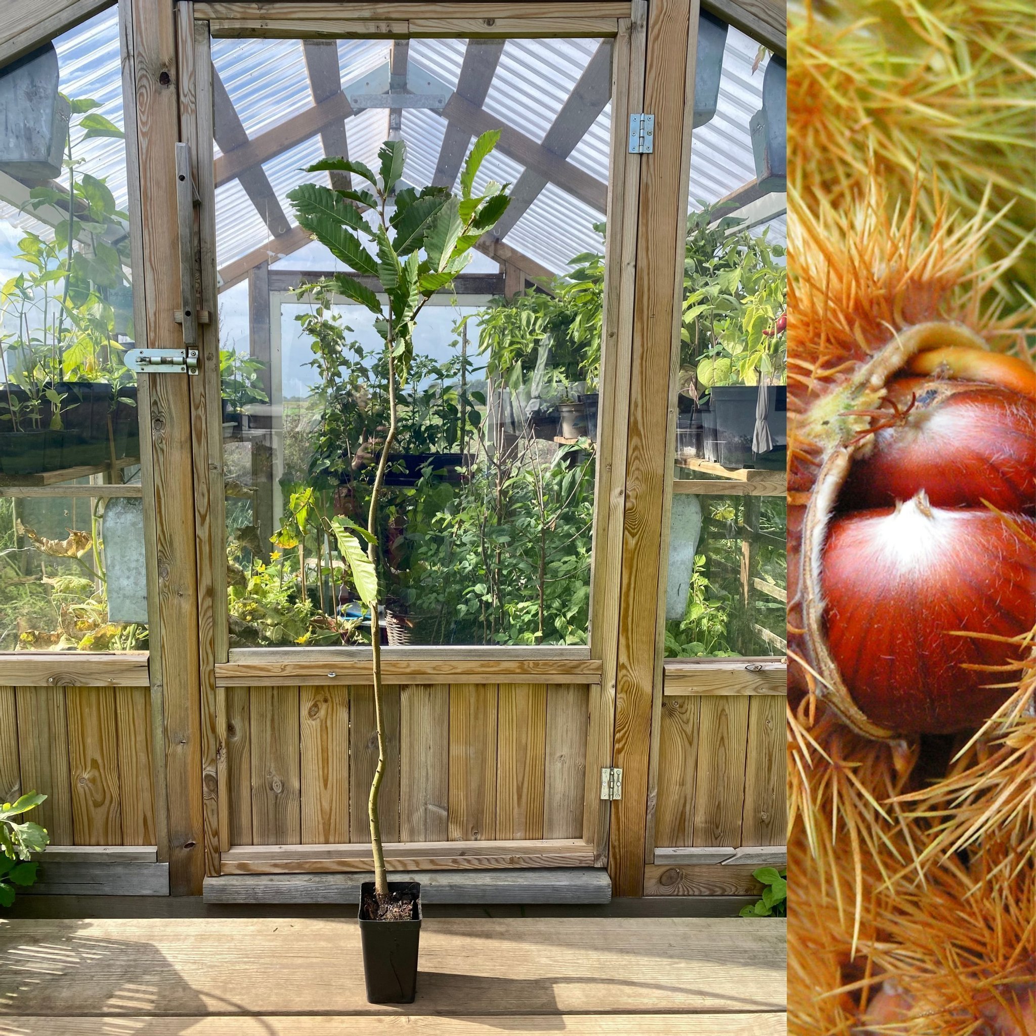 Se produkter som liknar Äkta Kastanj Träd 100-125 cm .. på Tradera ...