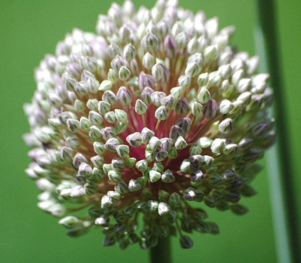 Allium ampeloprasum ssp. persicum,6 lökar. | Köp på Tradera (694844633)