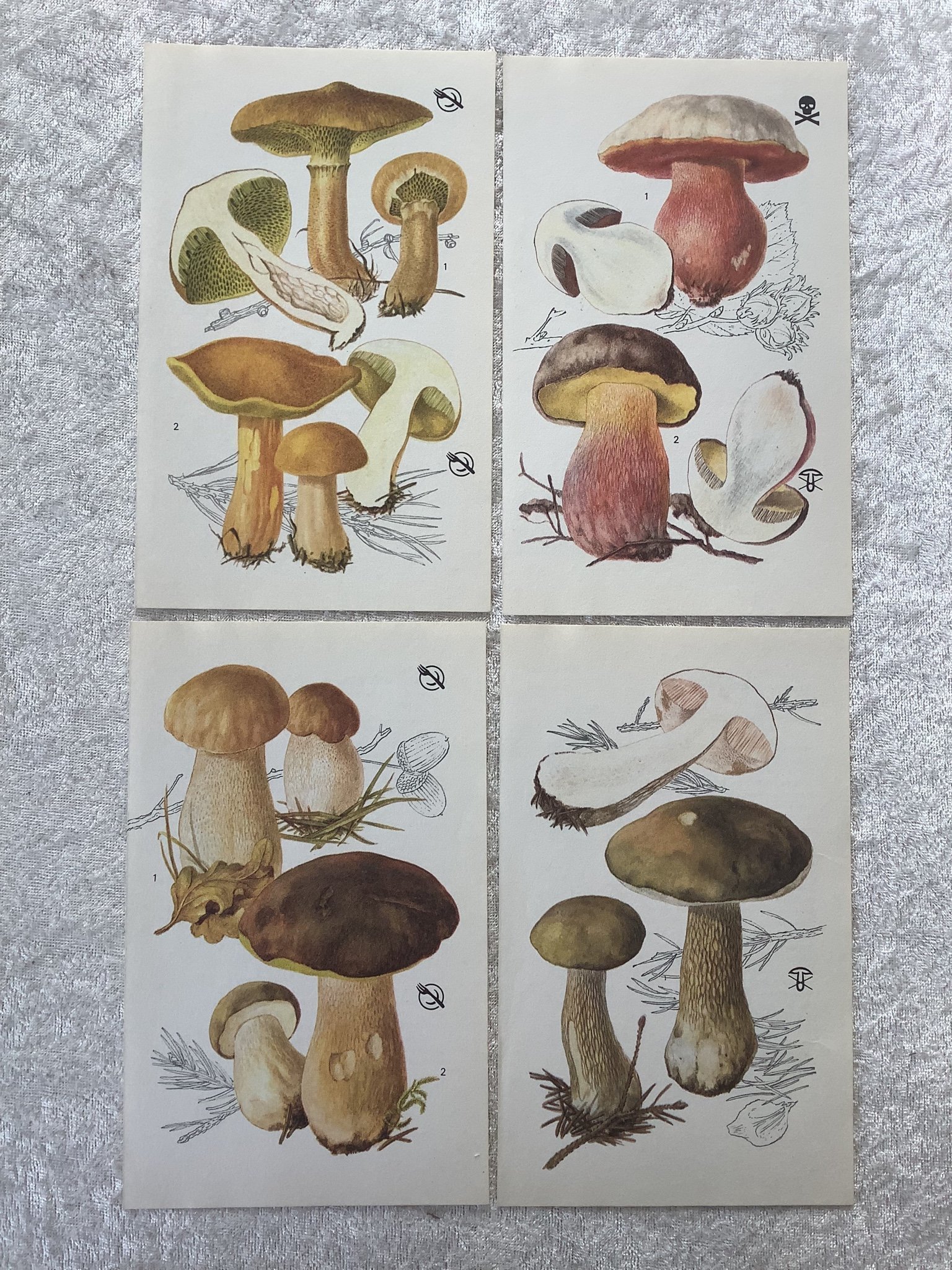 Skolplansch svamp svampar sopp soppar 70-tal vintage