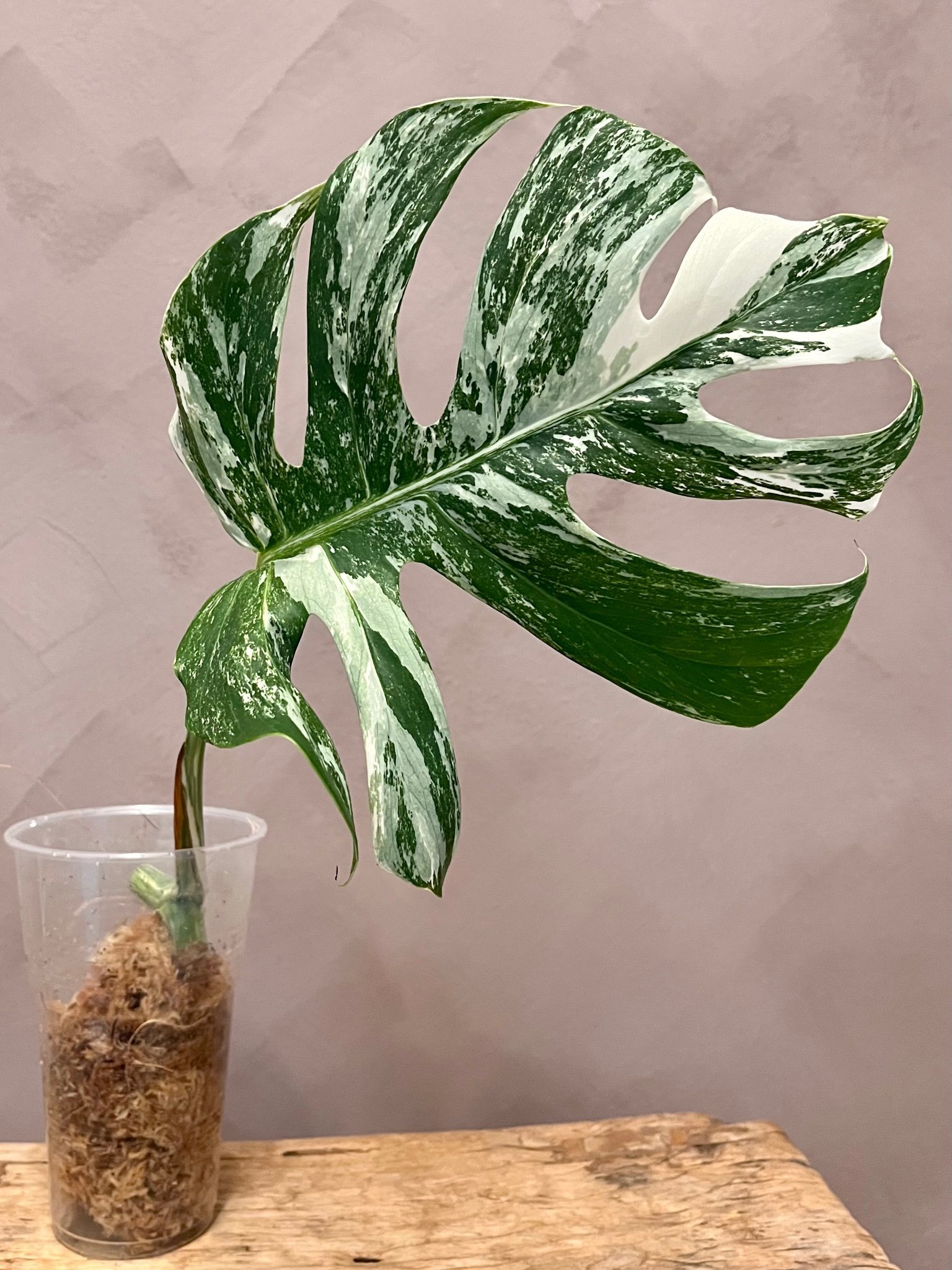 Monstera Deliciosa albo variegata, small form | Köp på Tradera (631010791)