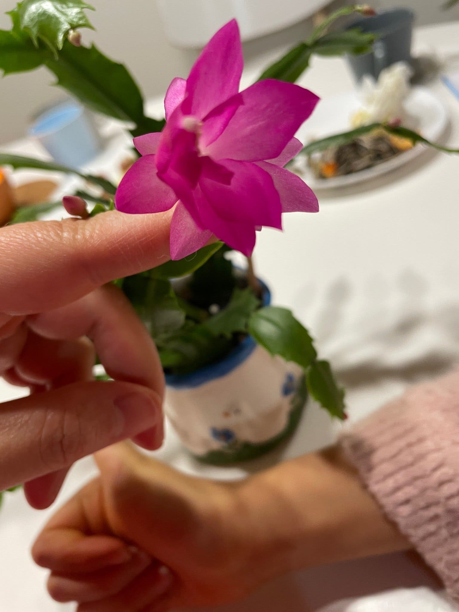 Se produkter som liknar Rosa November-Kaktus sticklin.. på Tradera ...
